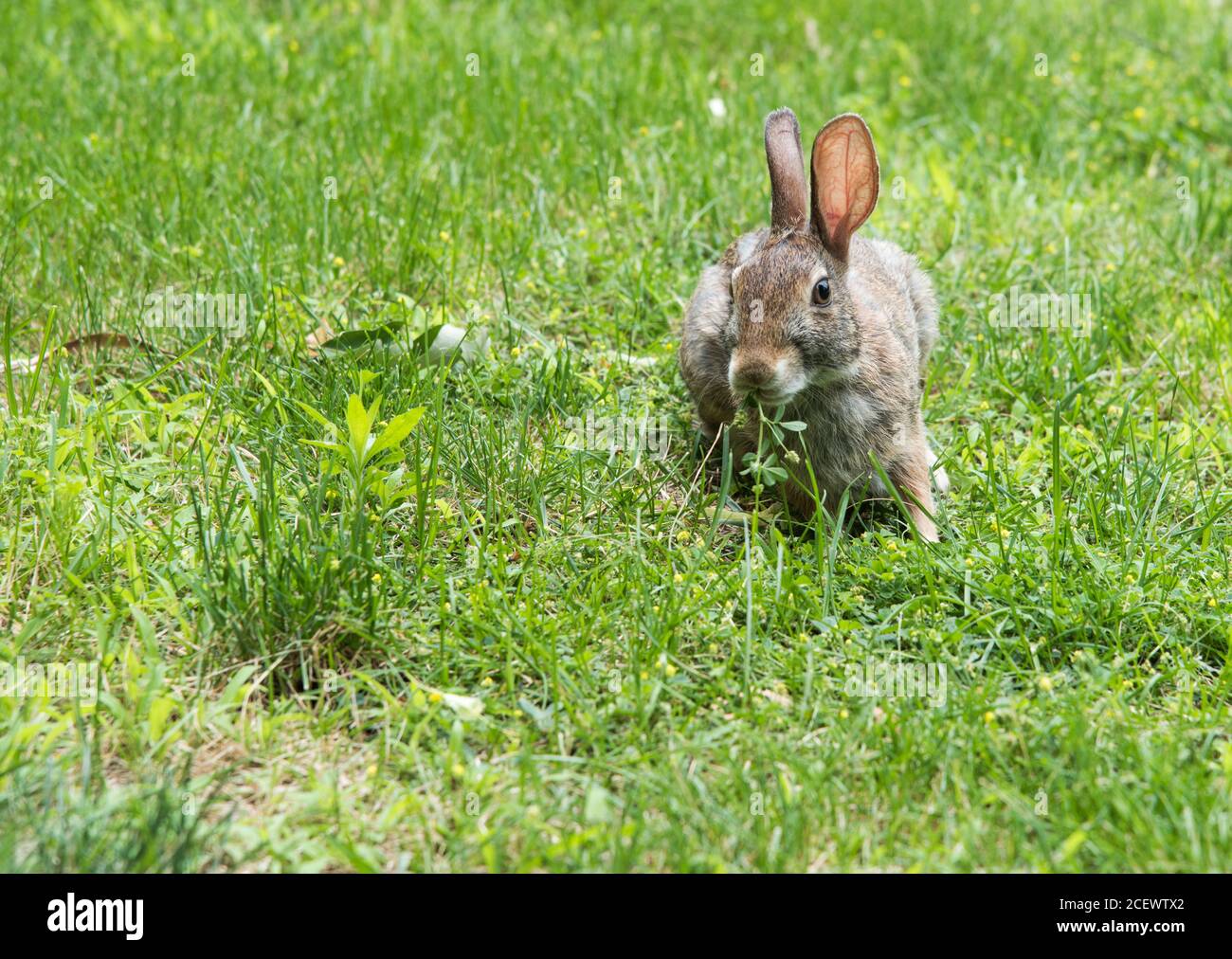 Eastern cottontail rabbit frolicking on grass area in Naperville ...