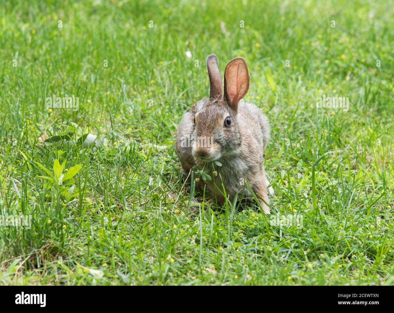 Front view of eastern cottontail rabbit frolicking on grass area in ...