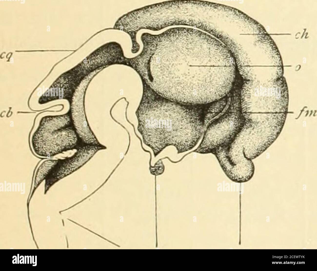 . An American text-book of obstetrics. For practitioners and students ...