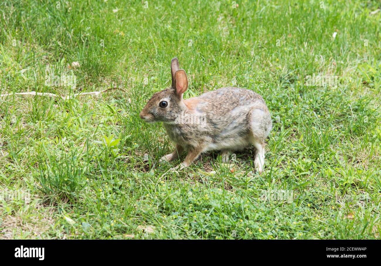 Eastern cottontail rabbit in profile on grass area in Naperville ...