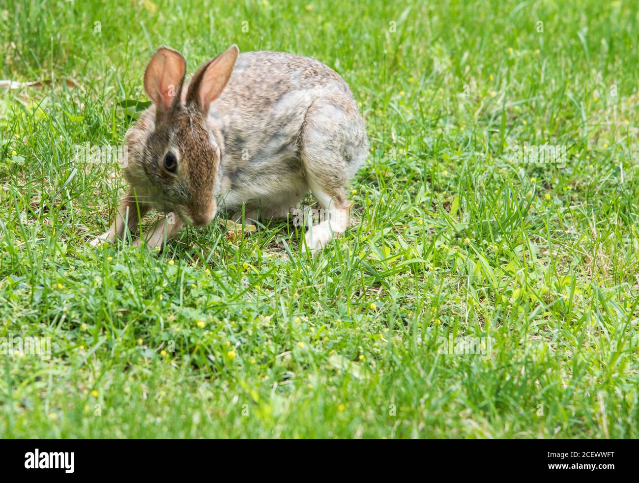 Eastern cottontail isolated hi-res stock photography and images - Alamy
