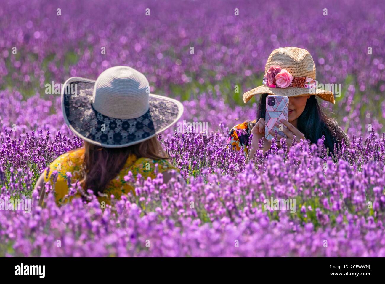 UK Weather: Mayfield Lavender Farm in Banstead, Surrey, UK Stock Photo ...