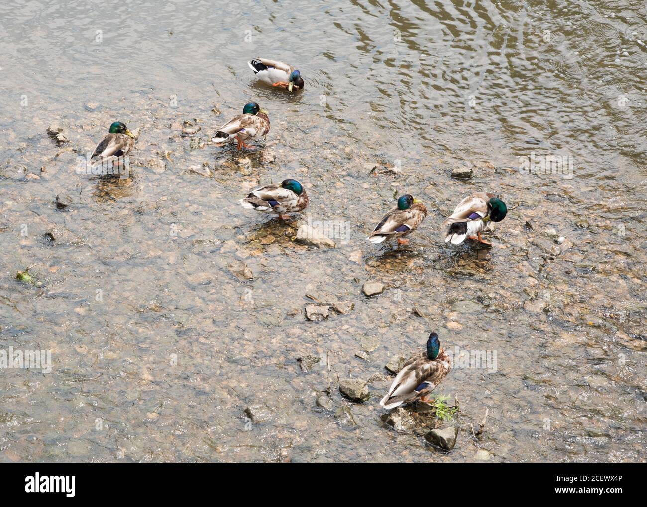 Group of mallard ducks wading in the shallow DuPage River water in ...