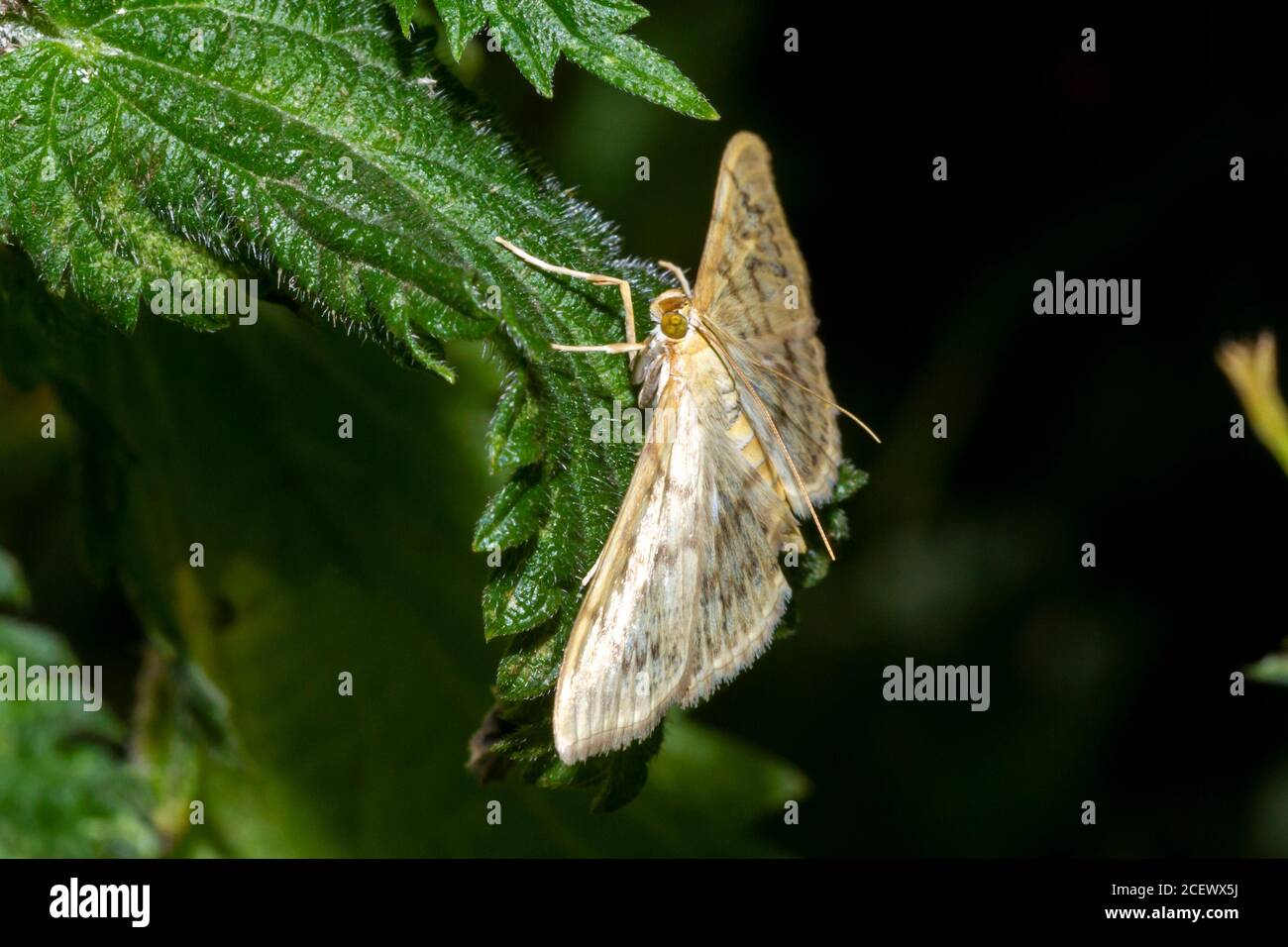 Mother of pearl moth (Pleuroptya ruralis) Sussex garden, UK Stock Photo ...