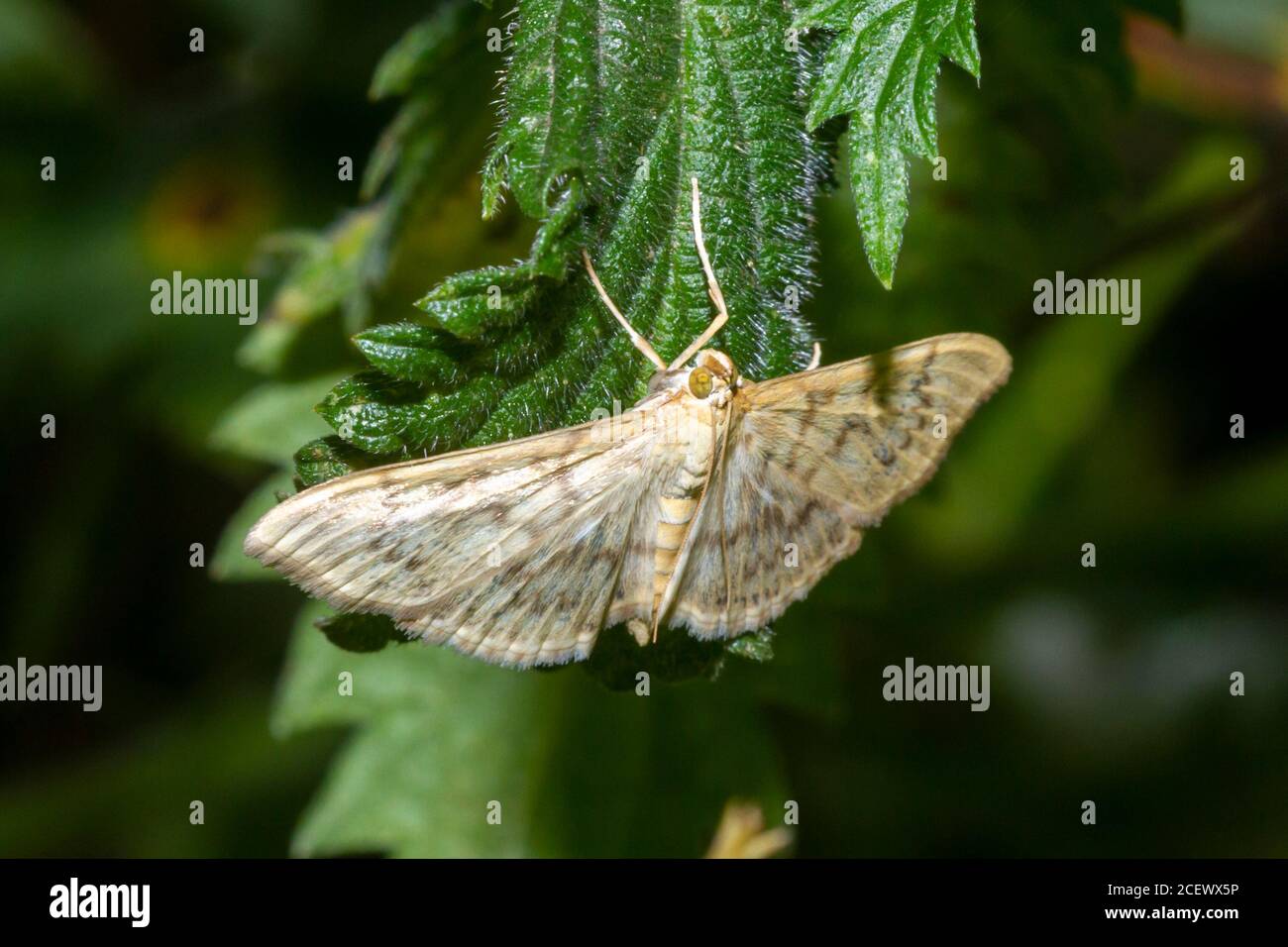 Mother of pearl moth (Pleuroptya ruralis) Sussex garden, UK Stock Photo ...
