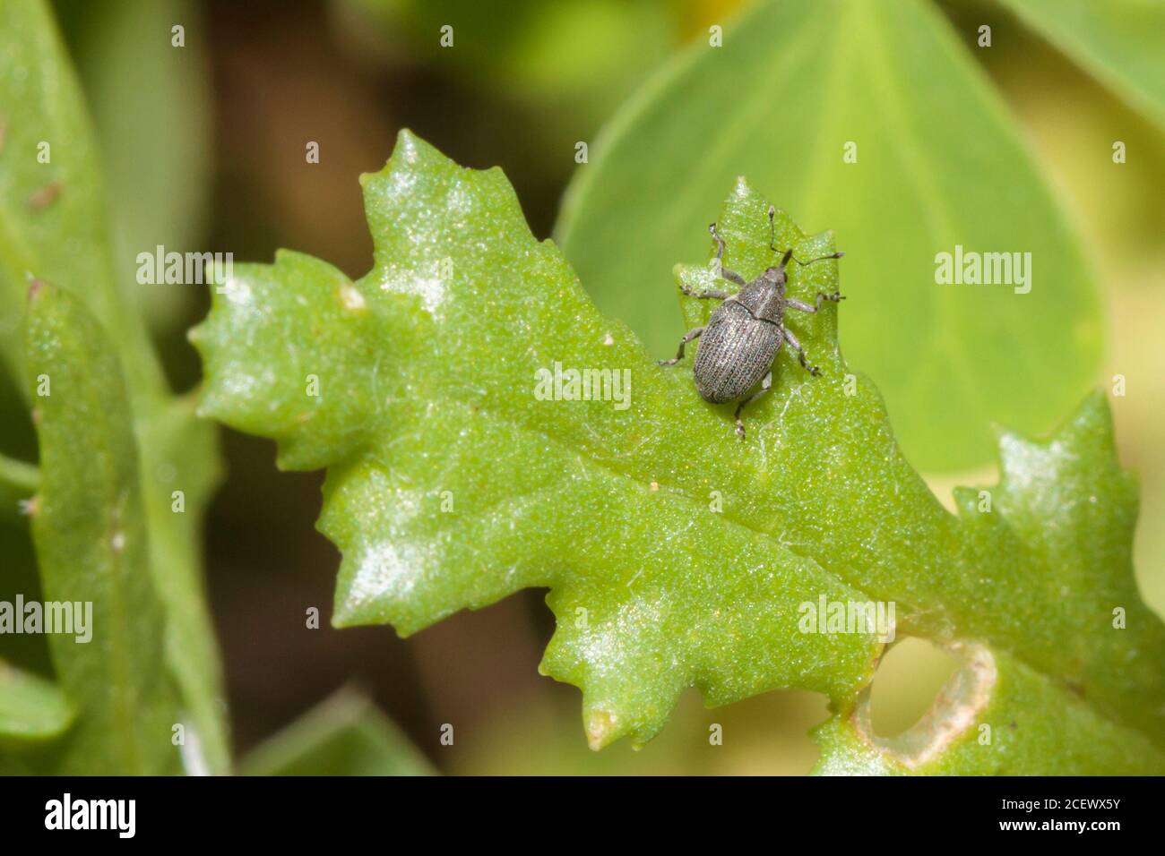 British weevils hi-res stock photography and images - Alamy
