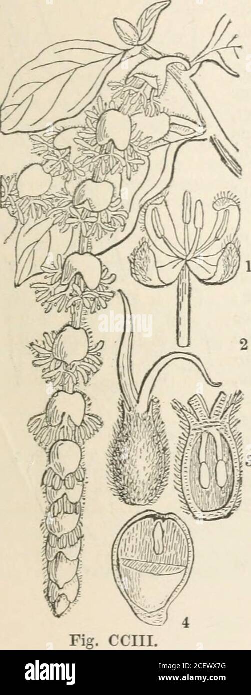 Exstipulate hi-res stock photography and images - Alamy