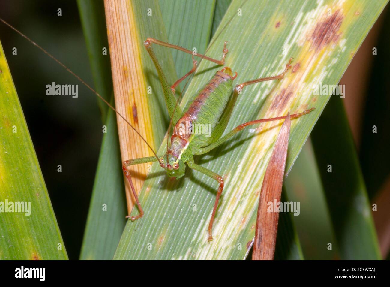 Long Winged Cone Head High Resolution Stock Photography and Images - Alamy
