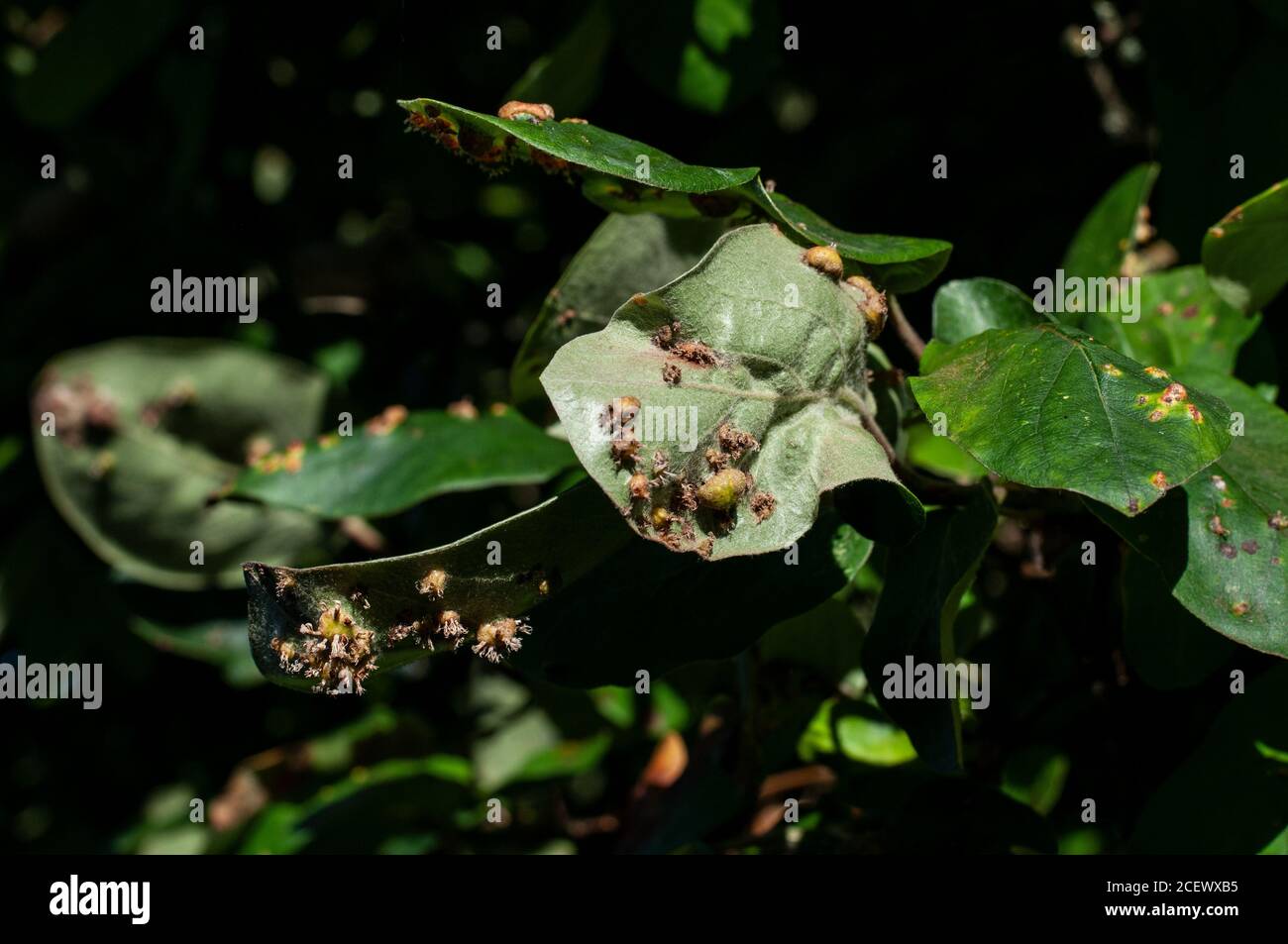 Plant Shrub Damage Insect High Resolution Stock Photography and Images ...