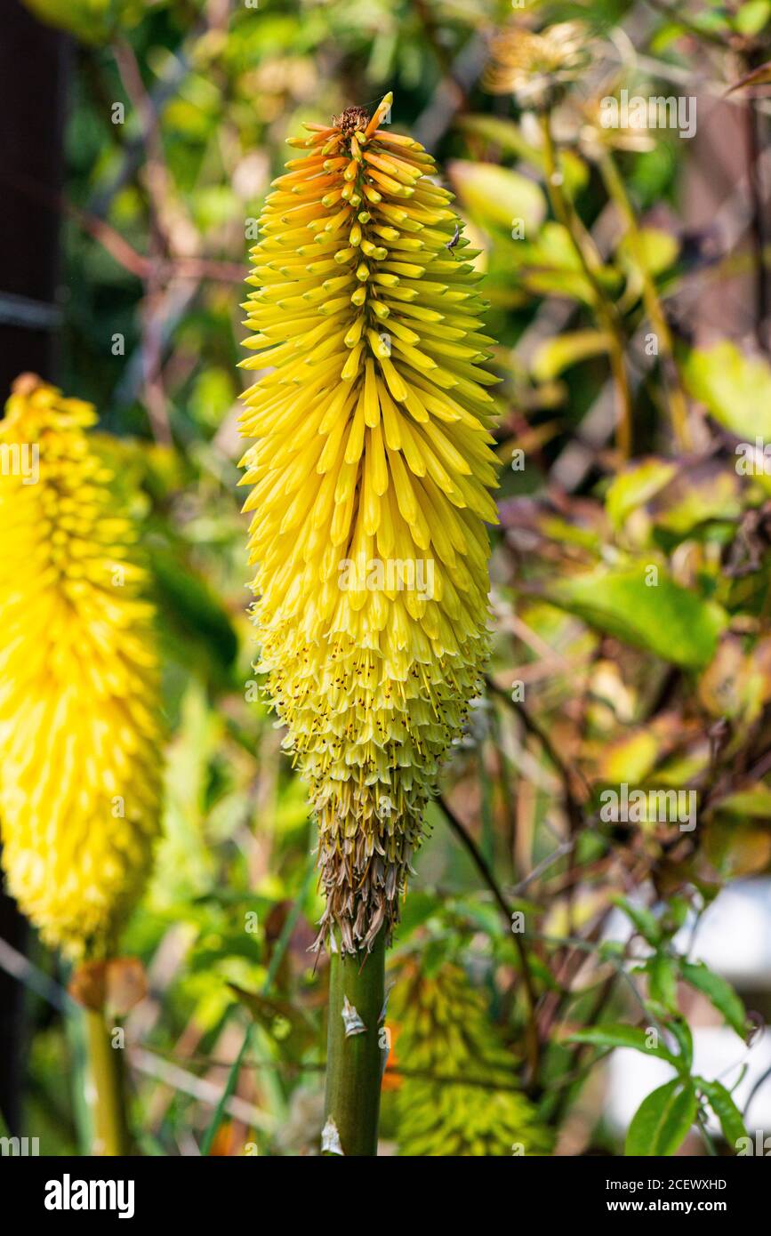 The flower spikes of a red-hot poker 'Wrexham Buttercup' (Kniphofia ...
