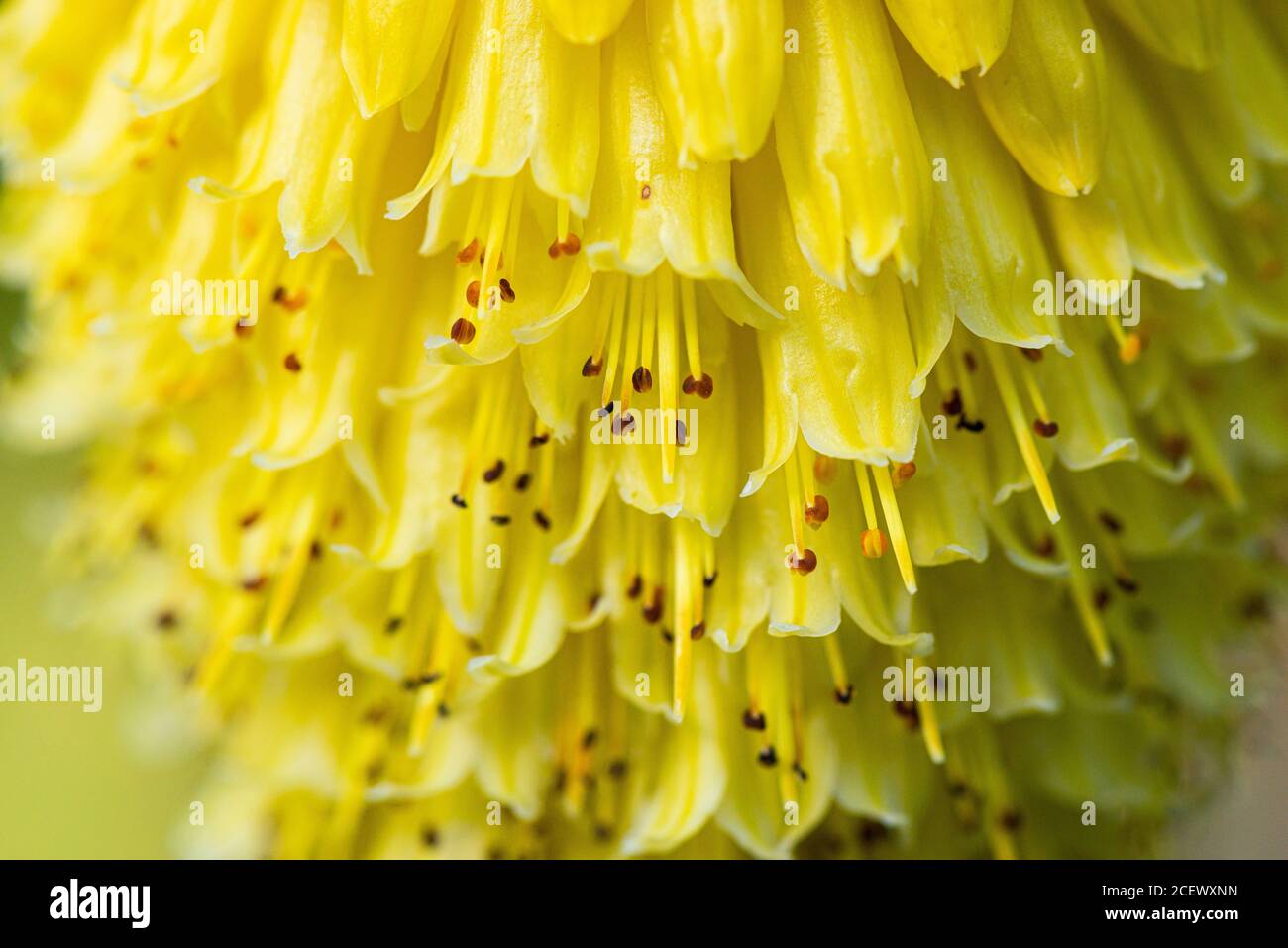 A close up of the flower spikes of a red-hot poker 'Wrexham Buttercup ...