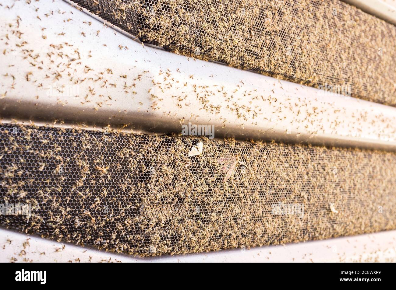 Splattered insects hi-res stock photography and images - Alamy