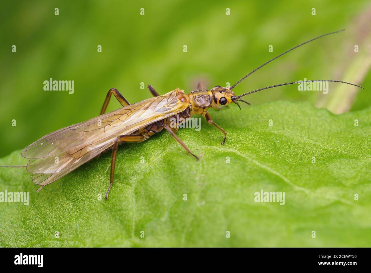 Common yellow sally isoperla grammatica hi-res stock photography and ...