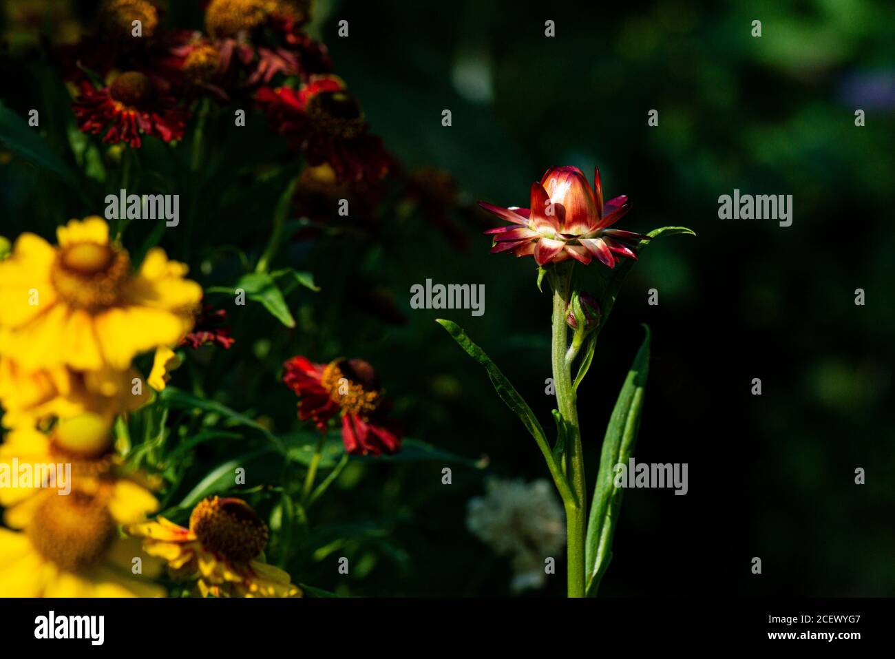 Giant red strawflower hi-res stock photography and images - Alamy
