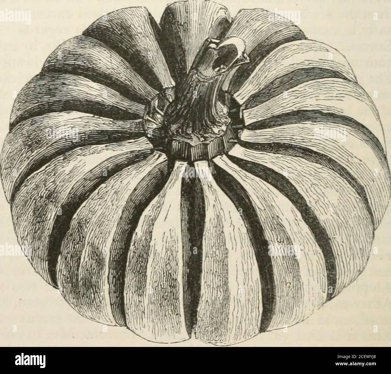 Siphonia hi-res stock photography and images - Alamy