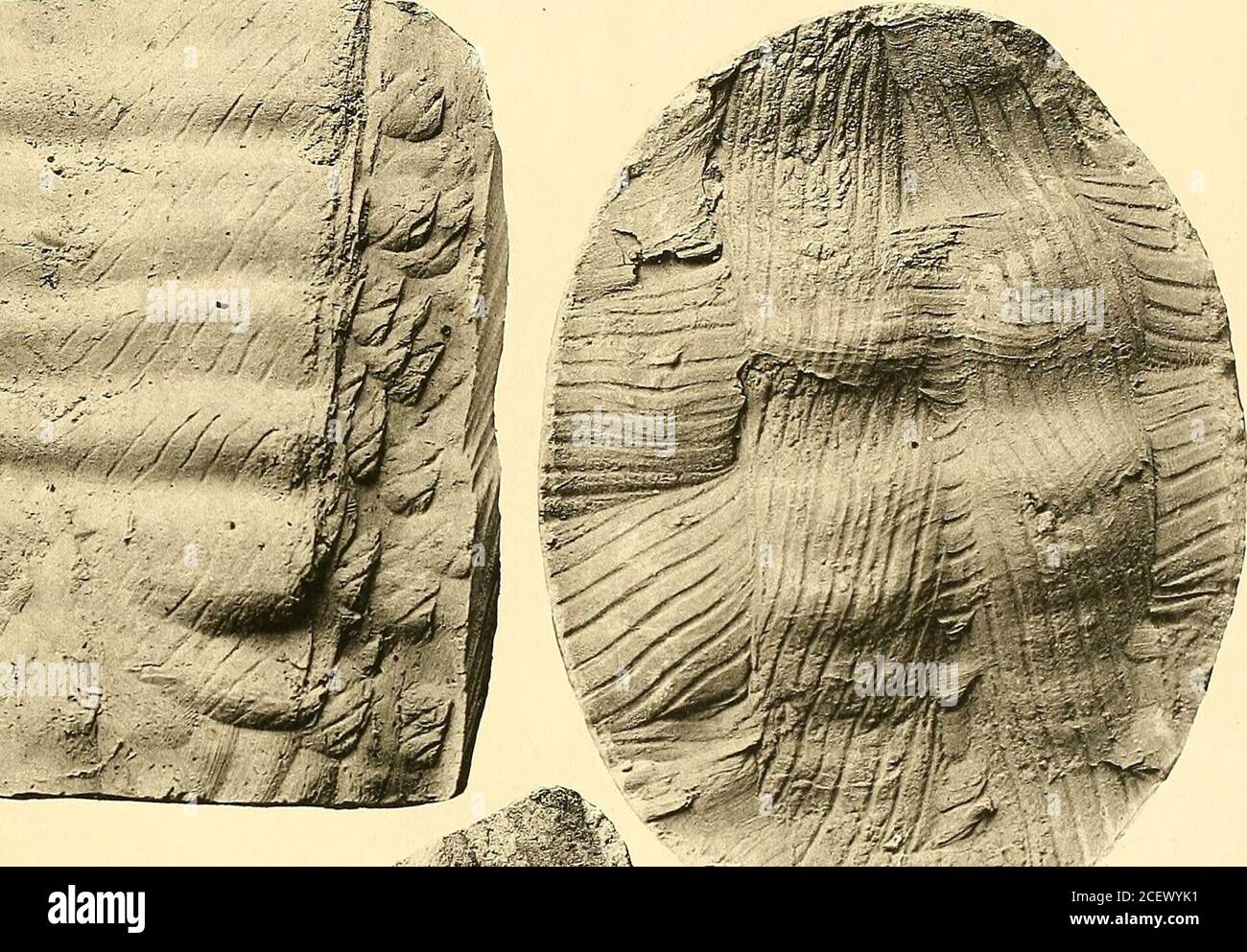 Argileux hi-res stock photography and images - Alamy