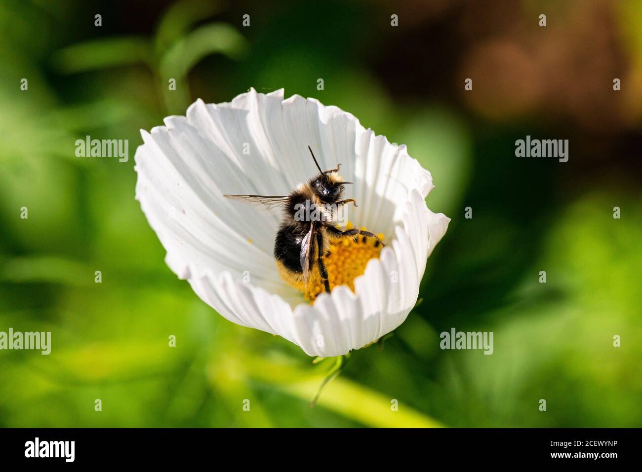 A bumble bee (Bombus) on the flower of a cosmos cups and saucers Stock ...