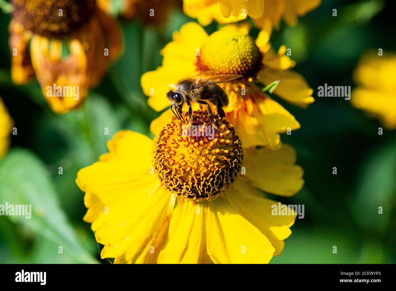 Helenium helena red hi-res stock photography and images - Alamy