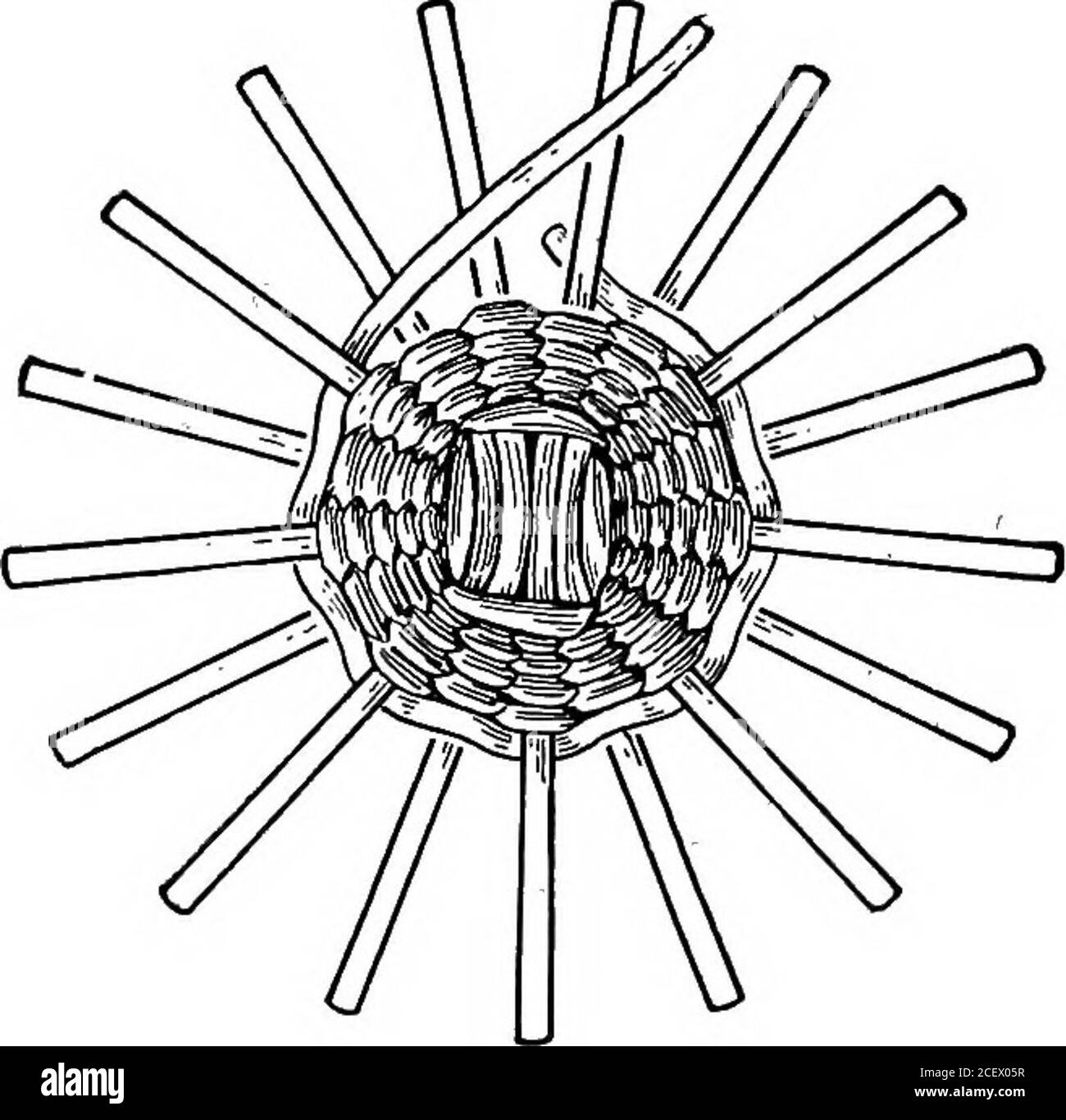 . Practical and artistic basketry. Fig. 15.—Starting Weaver. spokes up ...