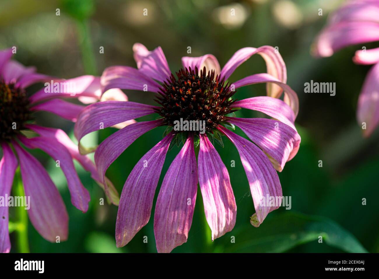 The flower of a coneflower 'Purple Emperor' (Echinacea 'Purple Emperor ...