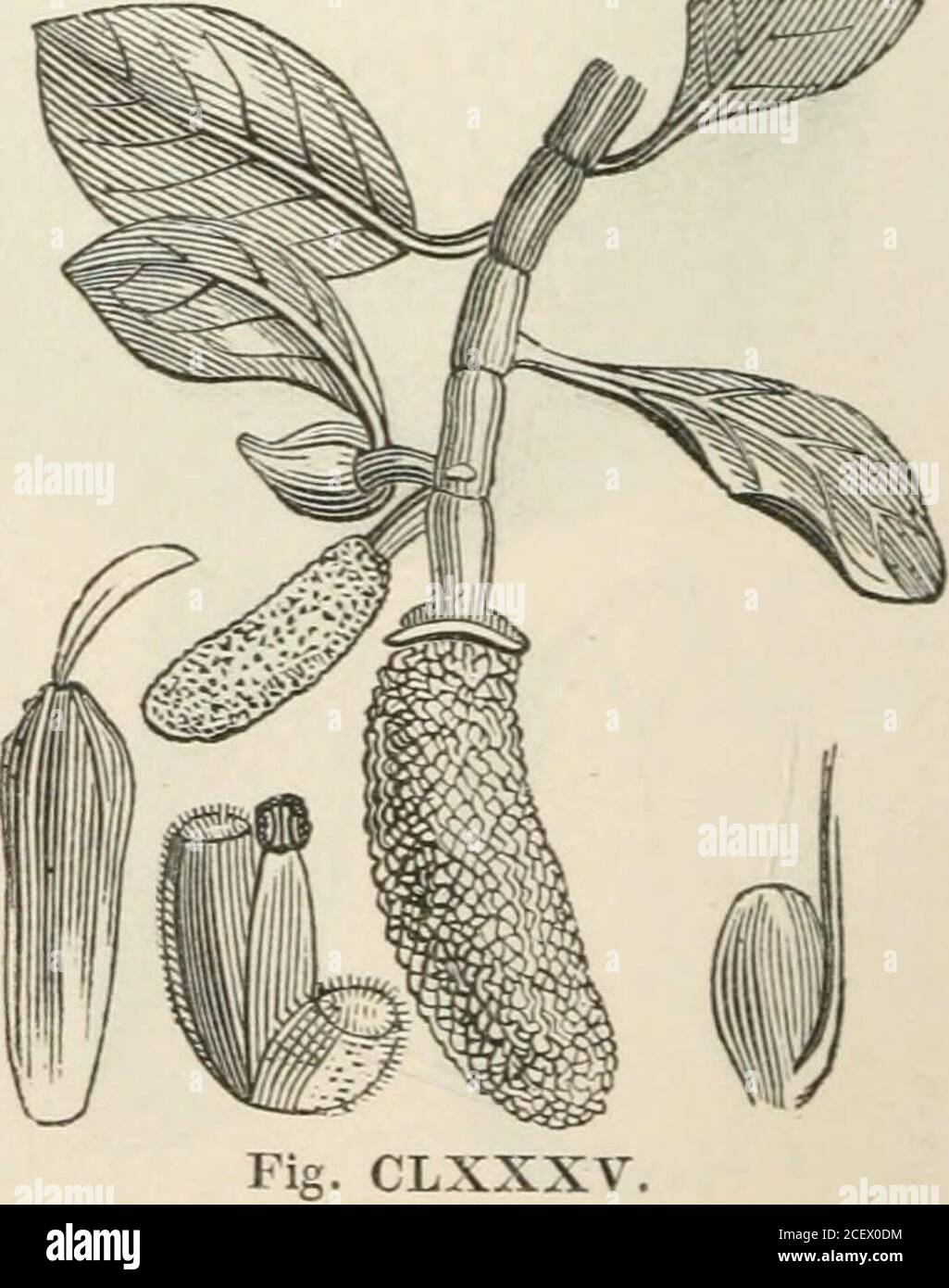 Plant classification system hi-res stock photography and images - Alamy