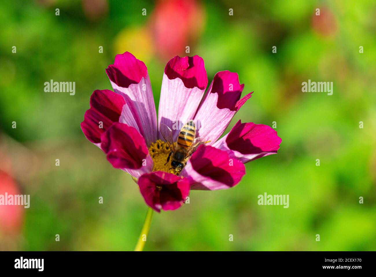 A honey bee (Apis mellifera) on the flower of a cosmea Sea Shells Mixed ...