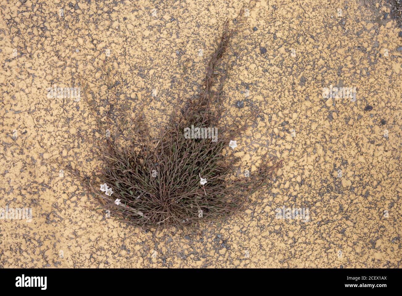sprout through the asphalt for concept design. Abstract background ...