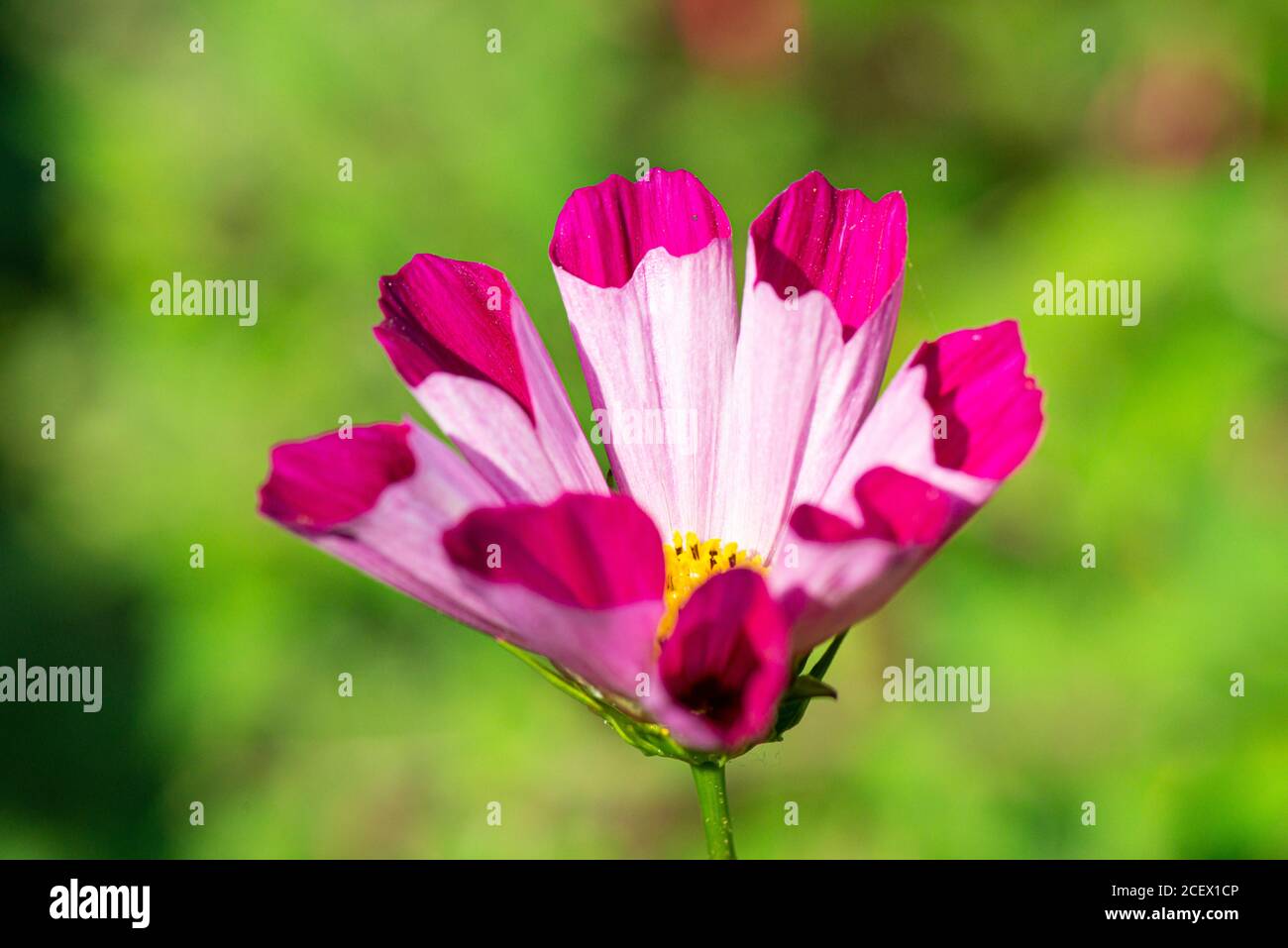 The flower of a cosmea Sea Shells Mixed (Cosmos bipinnatus Sea Shells ...