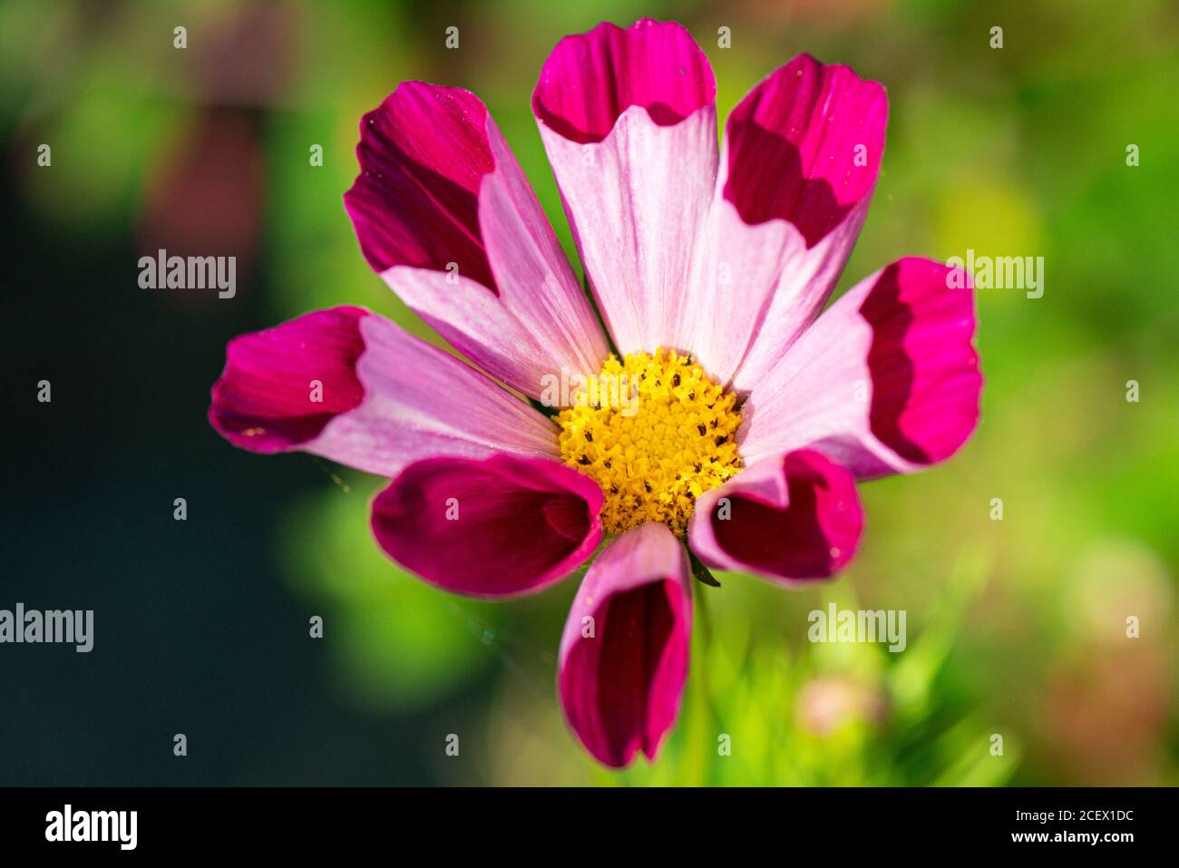 The flower of a cosmea Sea Shells Mixed (Cosmos bipinnatus Sea Shells ...