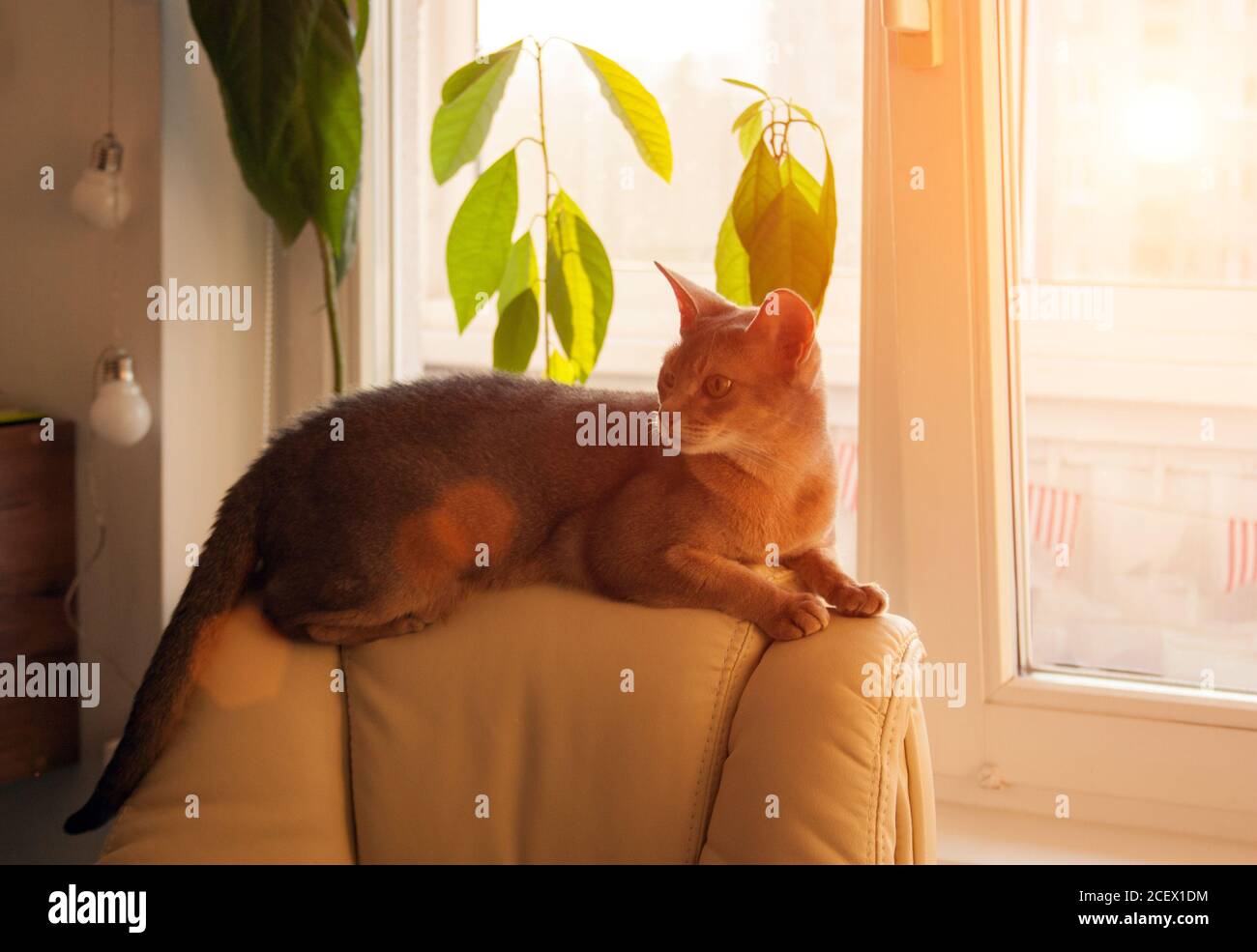 Abyssinian cat at window. Close up portrait of blue abyssinian female ...
