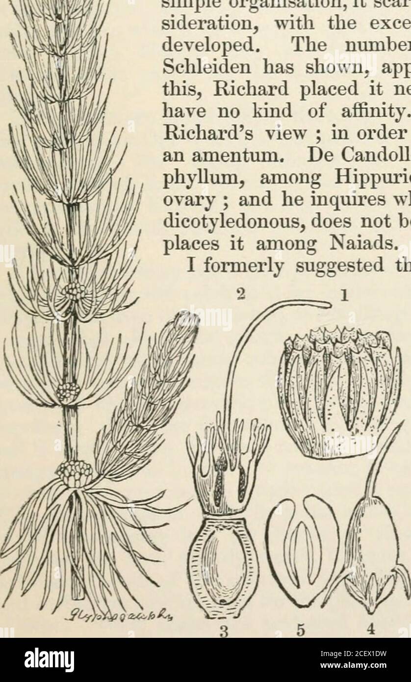 Chenopods hi-res stock photography and images - Alamy