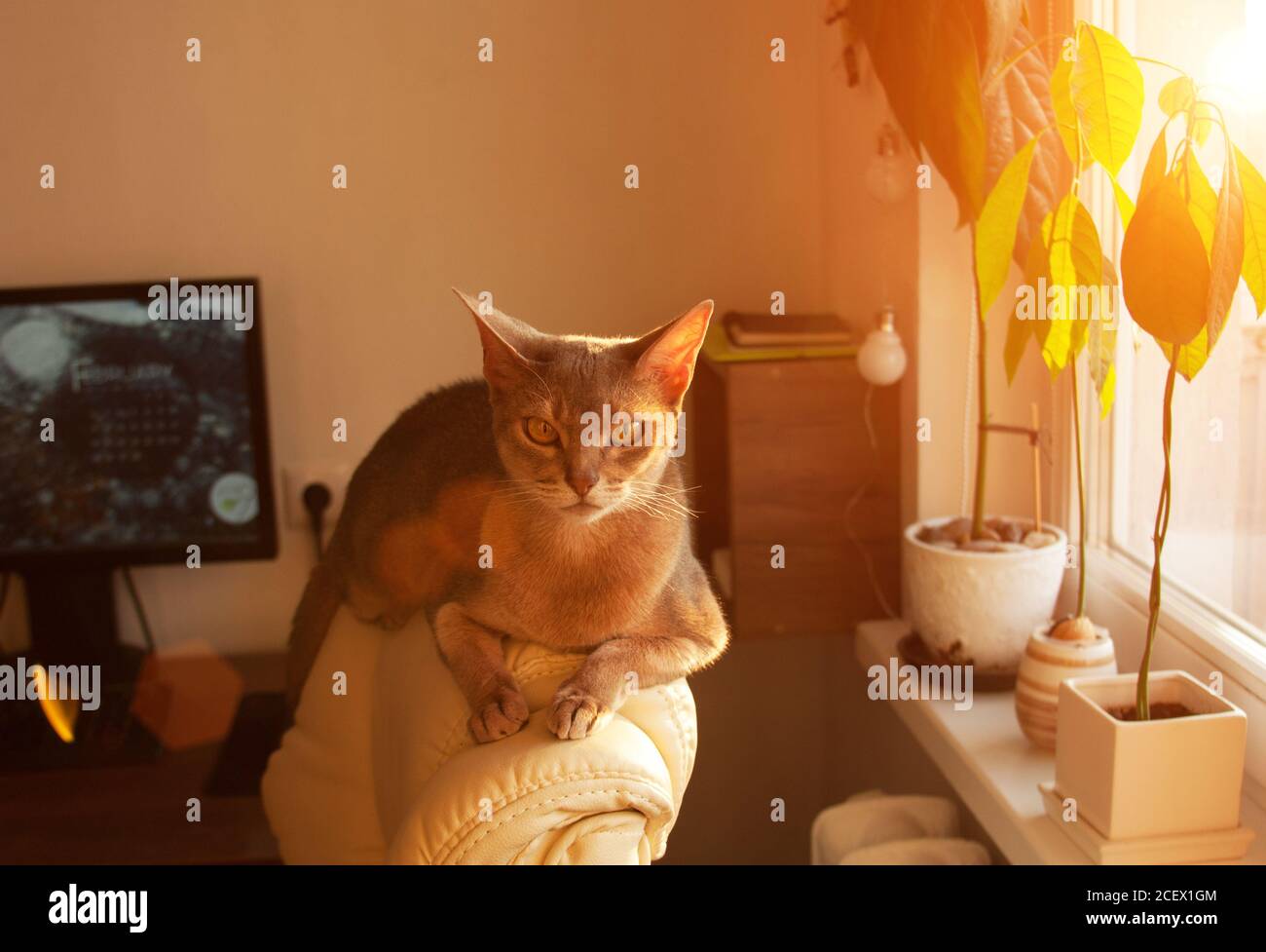 Abyssinian cat at window. Close up portrait of blue abyssinian female ...