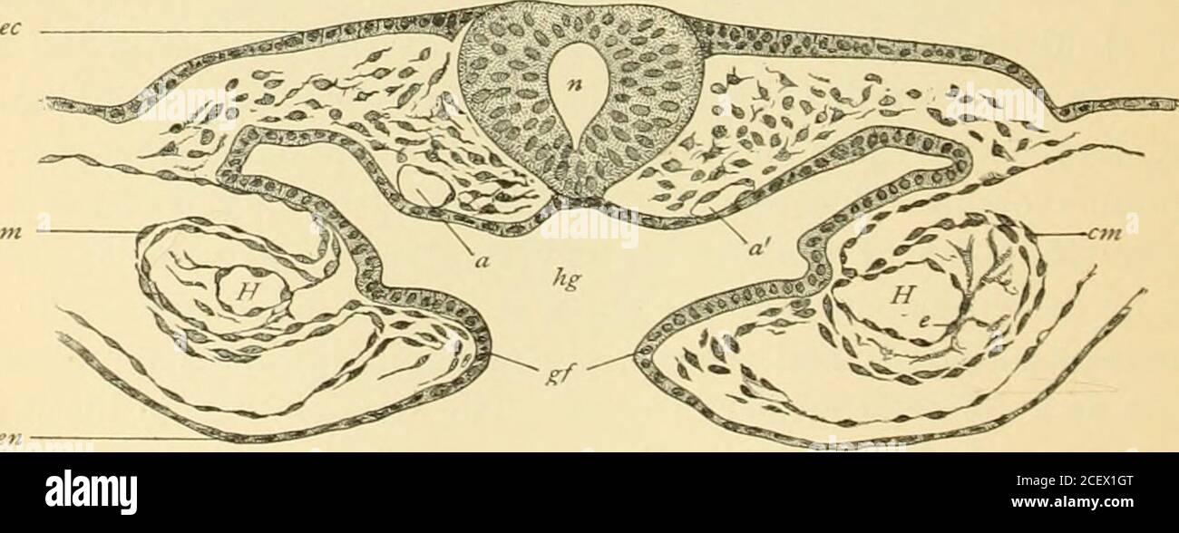 . An American text-book of obstetrics. For practitioners and students ...