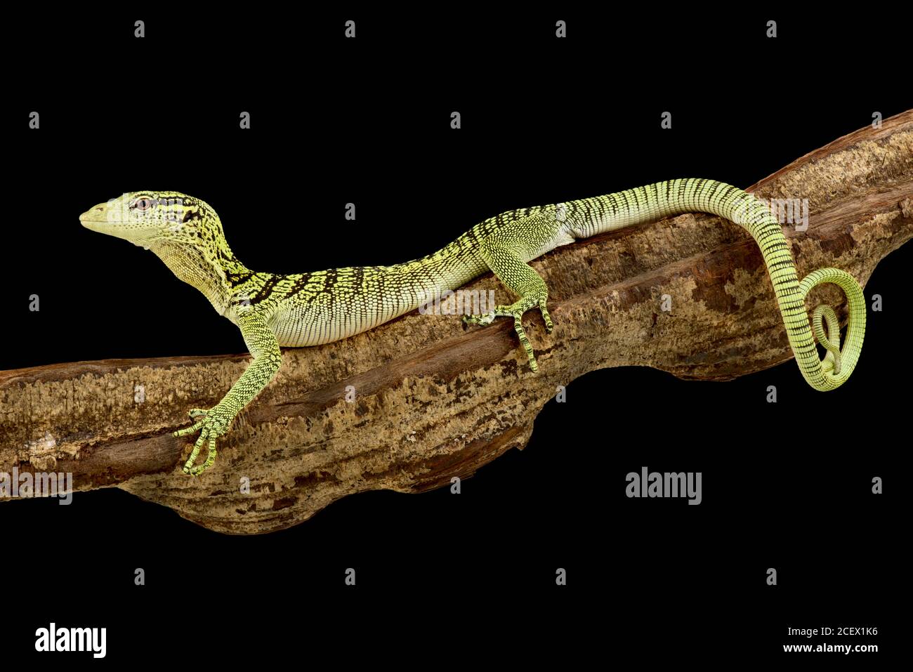Yellow Tree Monitor Size