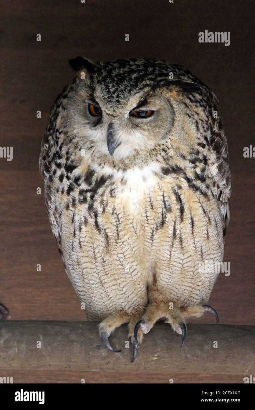 Uhu eule hi-res stock photography and images - Alamy