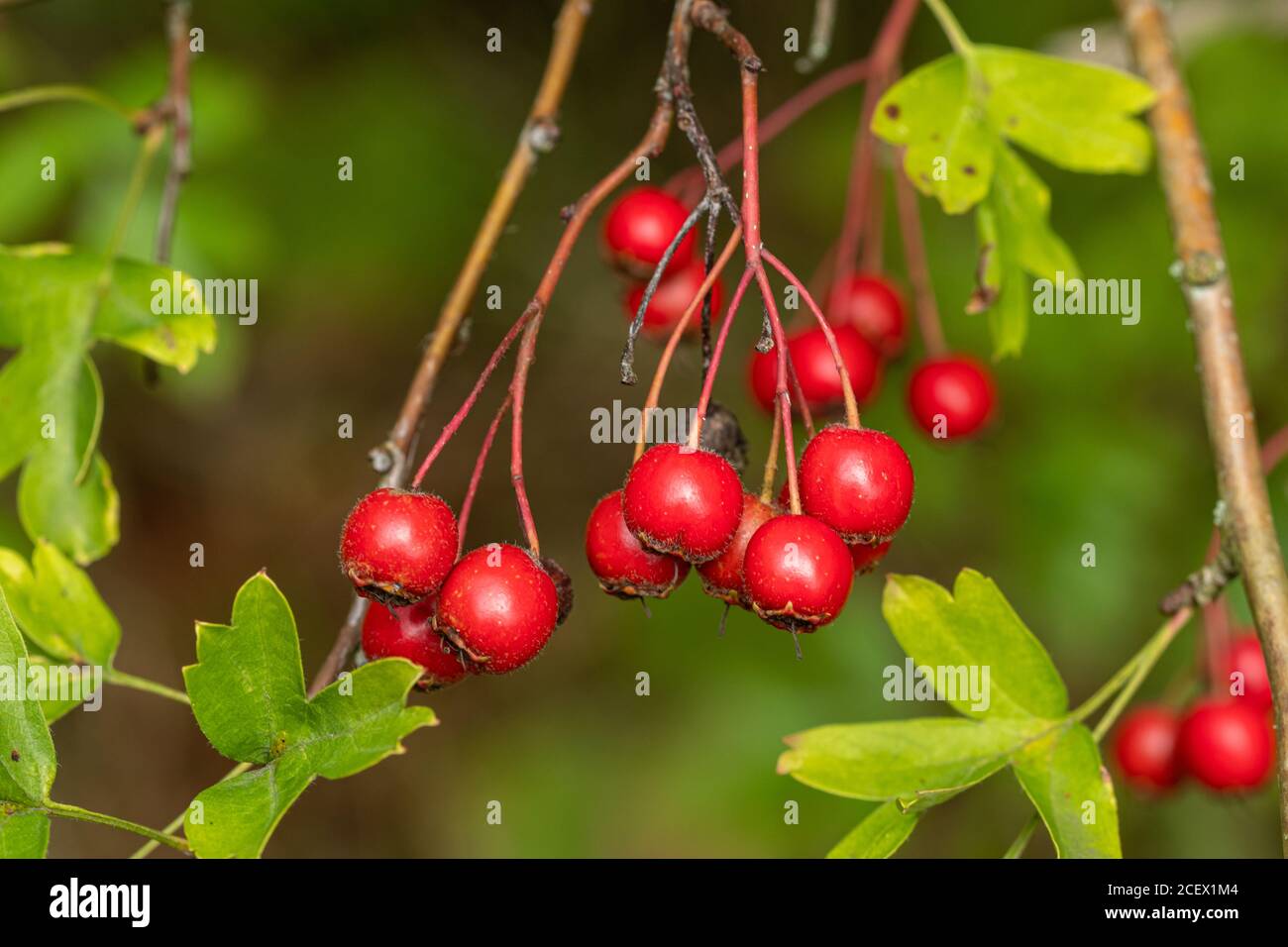 Red coloured tree hi-res stock photography and images - Alamy