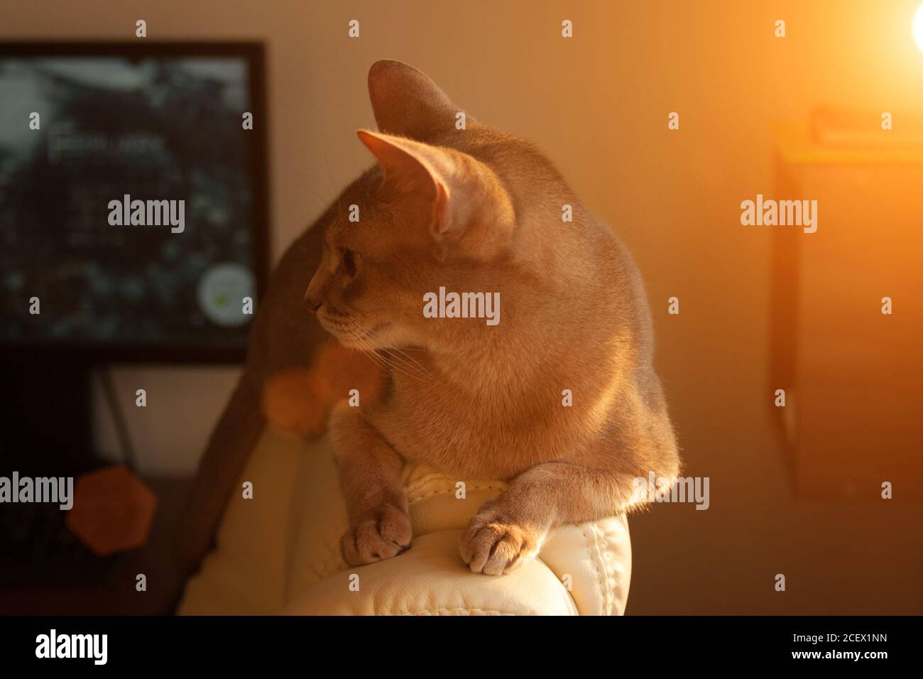Abyssinian cat at window. Close up portrait of blue abyssinian female ...