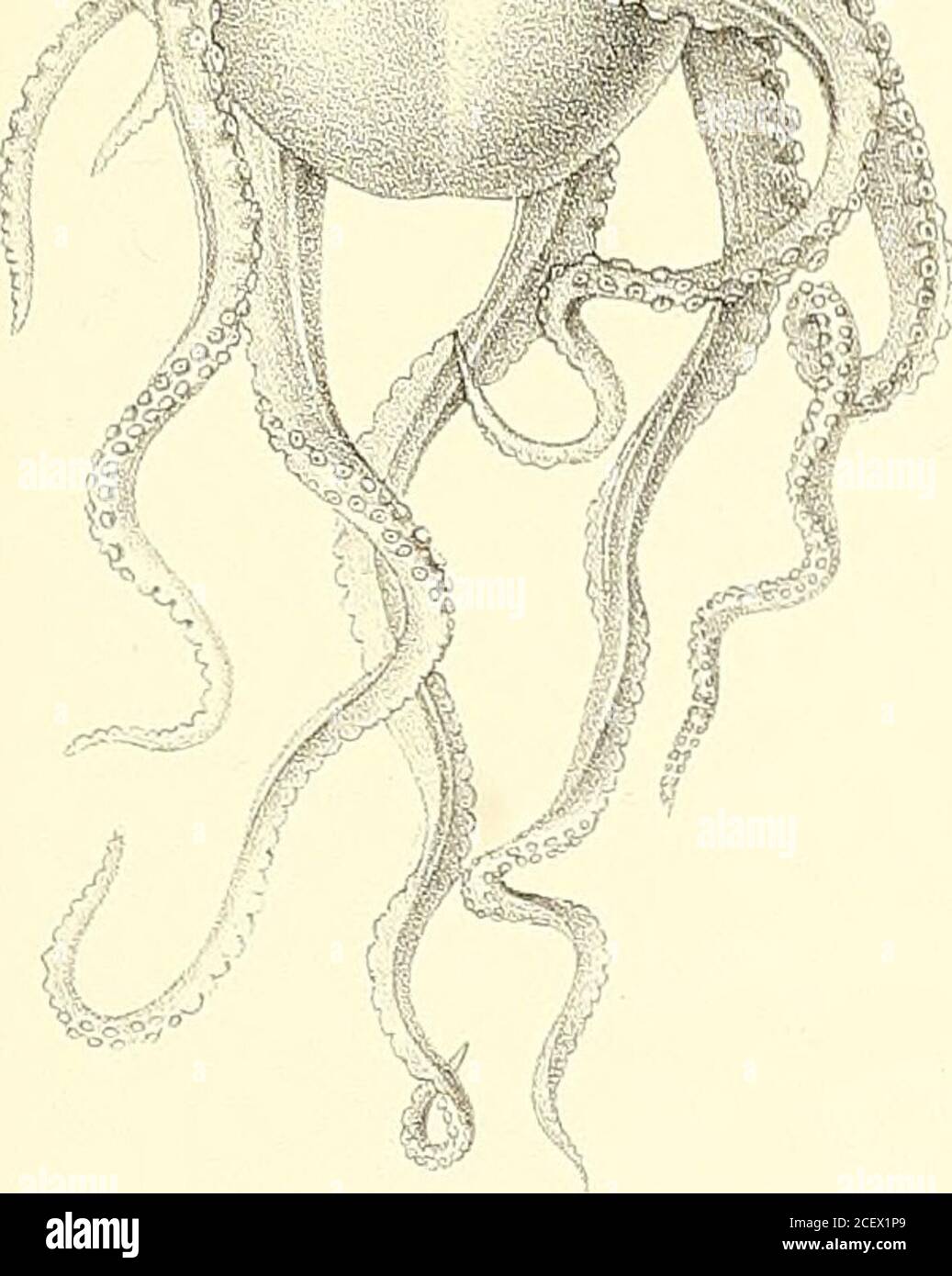 Octopus ocellatus hi-res stock photography and images - Alamy