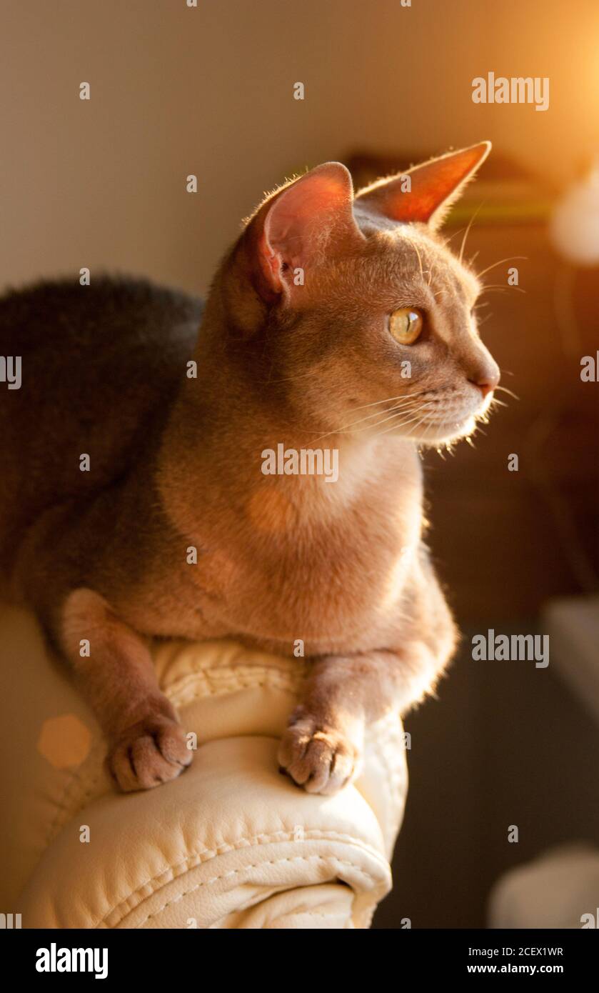 Abyssinian cat at window. Close up portrait of blue abyssinian female ...