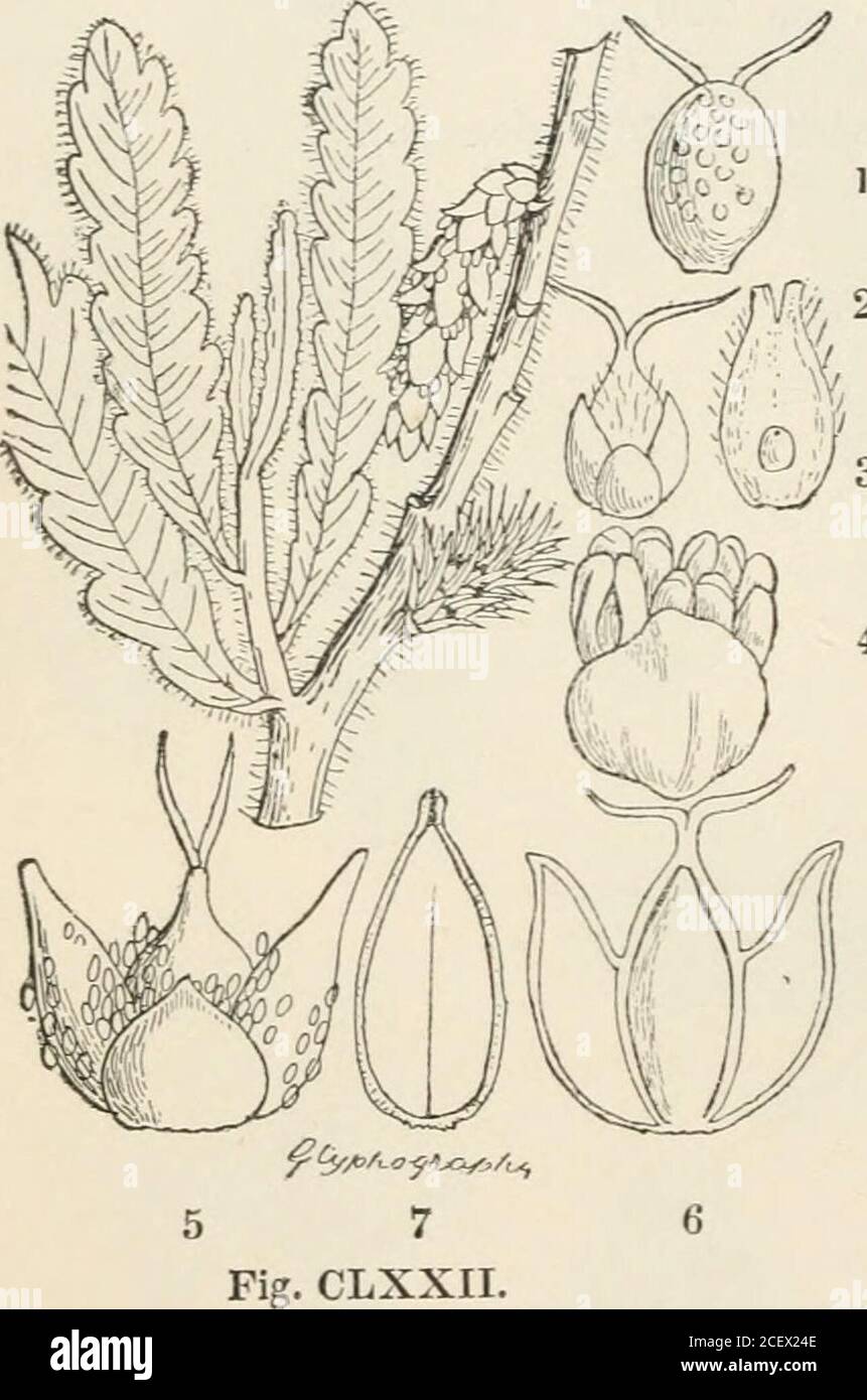 . The vegetable kingdom : or, The structure, classification, and uses ...