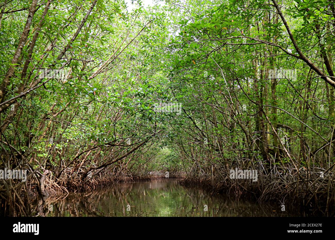 Stunning Tree Tunnels View from Boating along the River in Mangrove ...