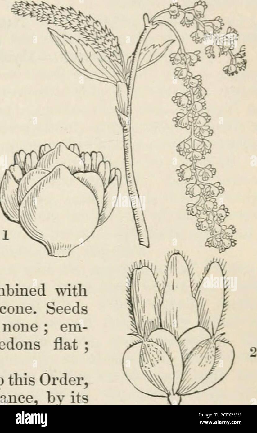 . The vegetable kingdom : or, The structure, classification, and uses ...