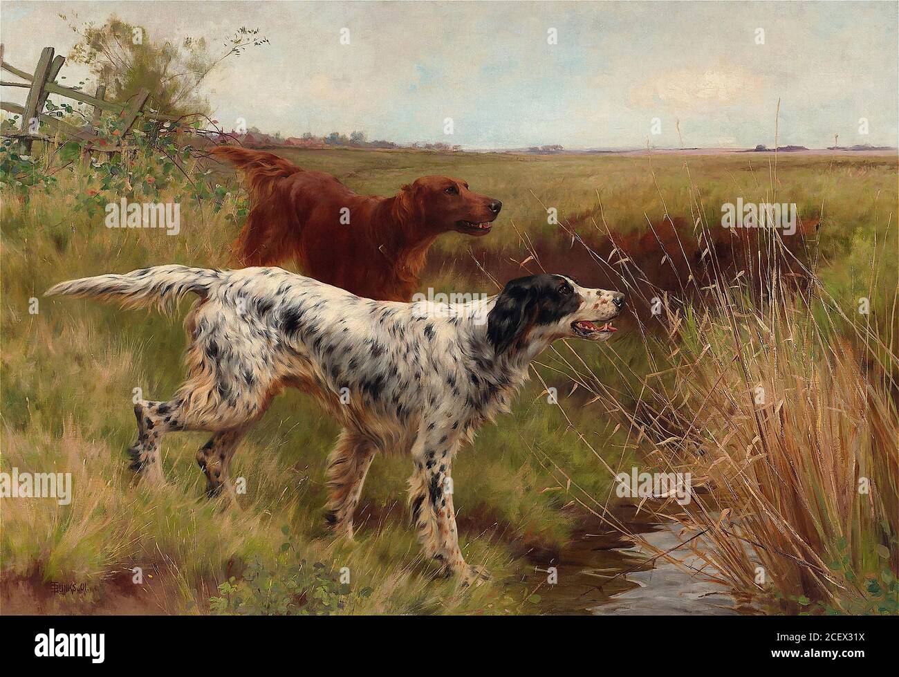 English and irish setter hi-res stock photography and images - Alamy