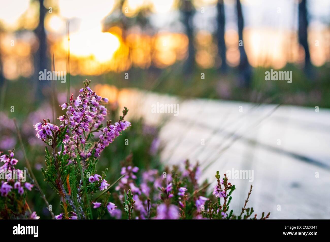 Purple heather flowers with bokeh sunset background Stock Photo - Alamy