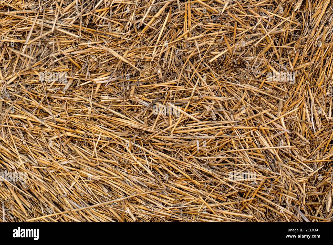 Dry hay texture. Background from dry yellow stems Stock Photo - Alamy