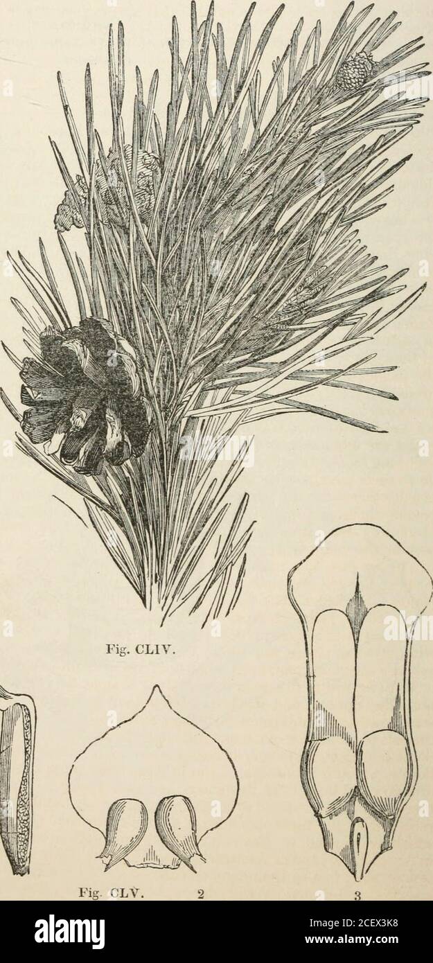 . The vegetable kingdom : or, The structure, classification, and uses ...