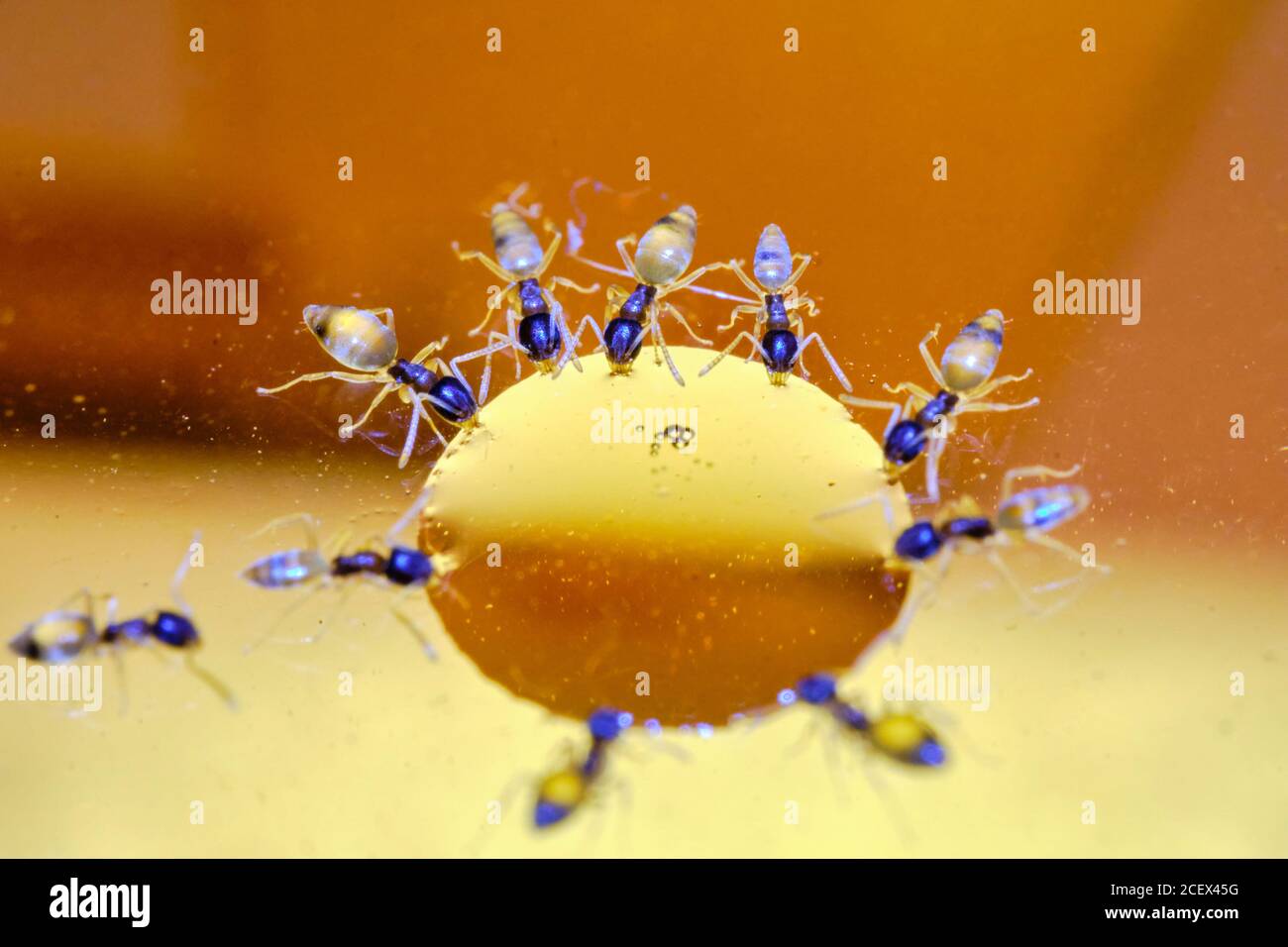 Tapinoma melanocephalum is a species of ant that goes by the common ...