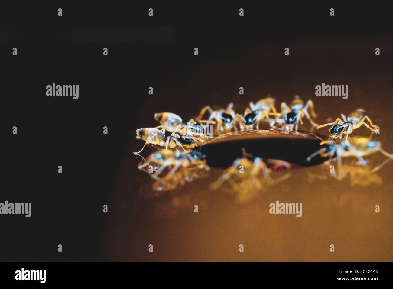 Tapinoma melanocephalum is a species of ant that goes by the common ...