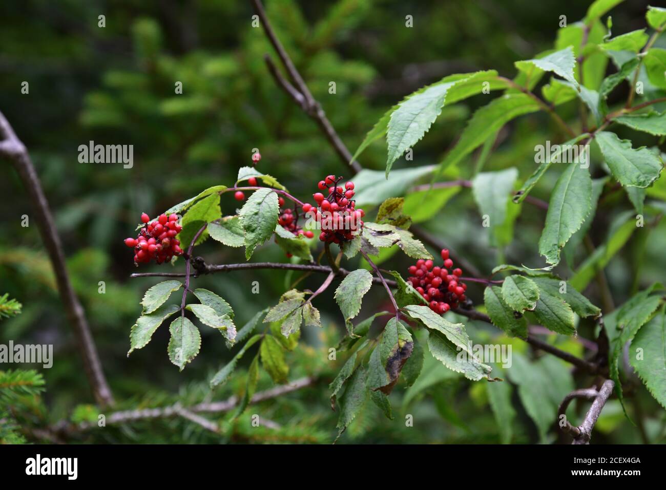 Red berries on mountains hi-res stock photography and images - Alamy