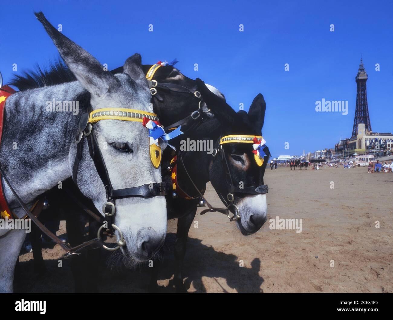 Seaside donkeys on the beach at Blackpool. Lancashire. England. UK ...